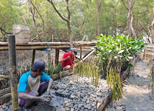 Tahan Abrasi dan Serap Karbon: TPS Kembangkan 10.000 Bibit Mangrove ...